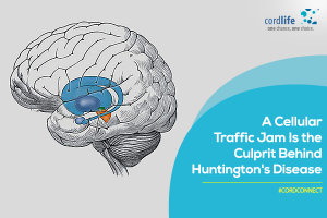 Cellular Traffic Jam Is The Culprit Behind Huntington’s Disease