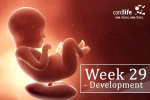 29th Week of Pregnancy: Things You Should Know About Baby