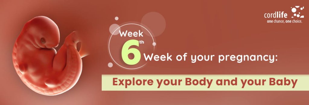 6th Week of Pregnancy: Everything You Need to Know